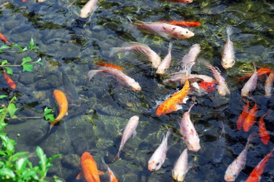 The Leadership Pond Usually Isn't Stocked with Humble Fish